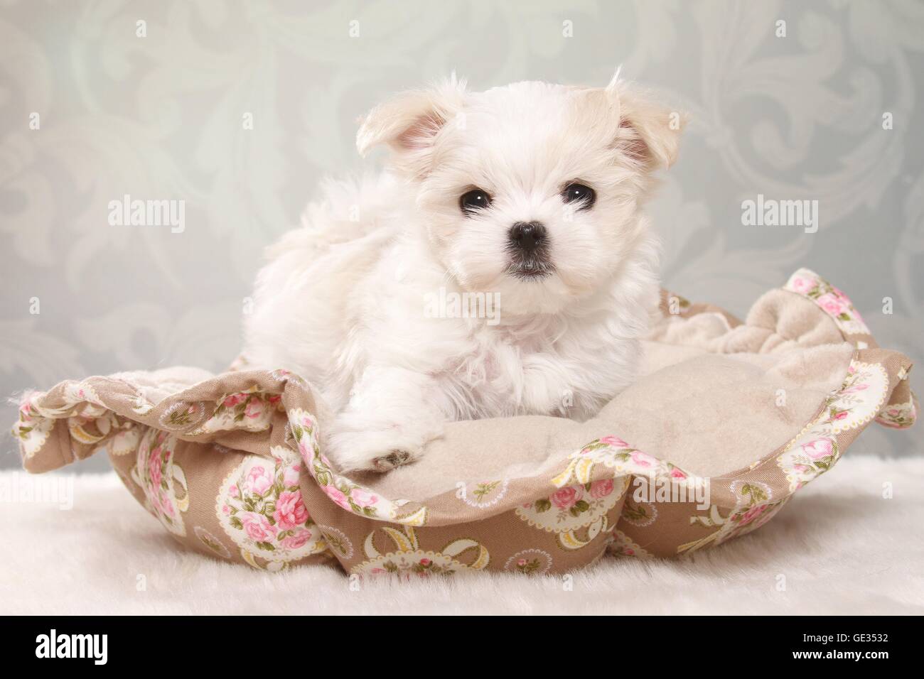 Maltese standing hi-res stock photography and images - Alamy