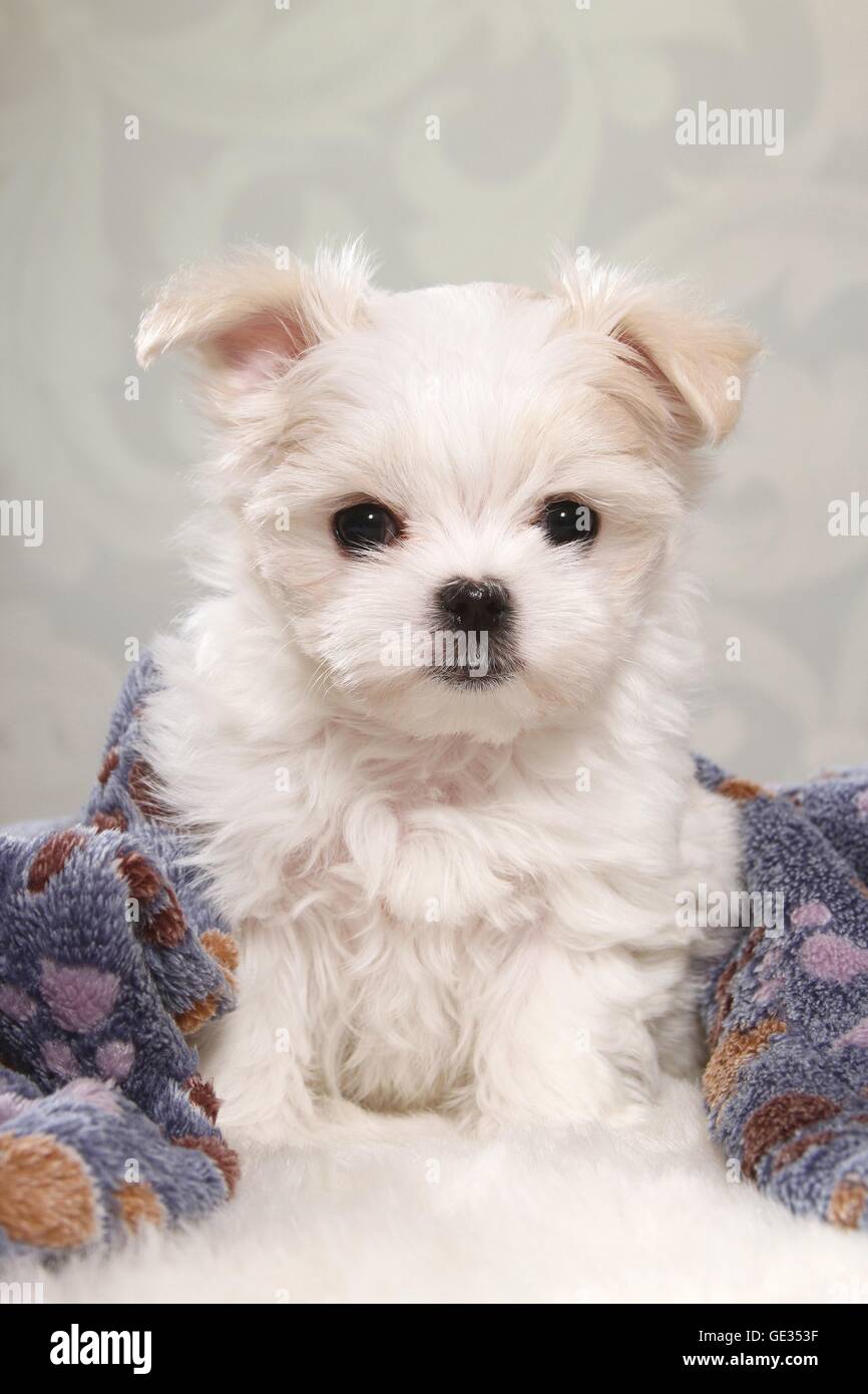 Dog maltese dog bichon maltais hi-res stock photography and images - Alamy