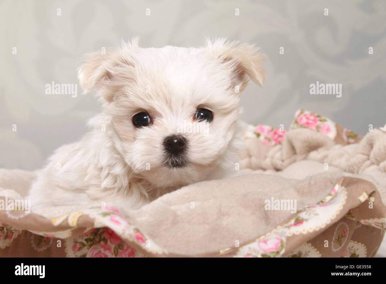 Bichon maltais hi-res stock photography and images - Alamy