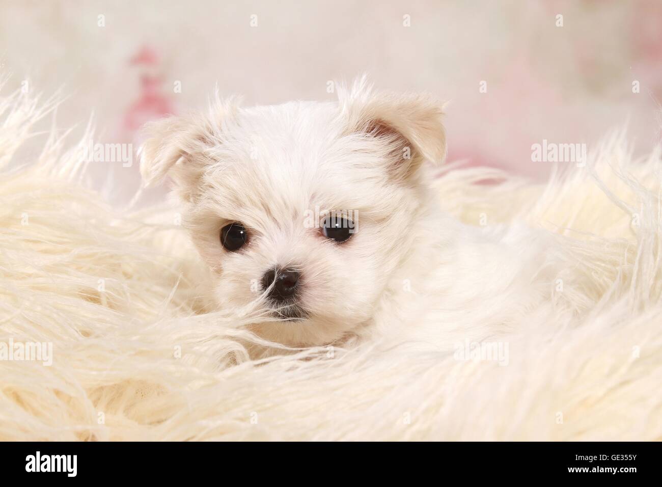 Maltese puppy hi-res stock photography and images - Alamy