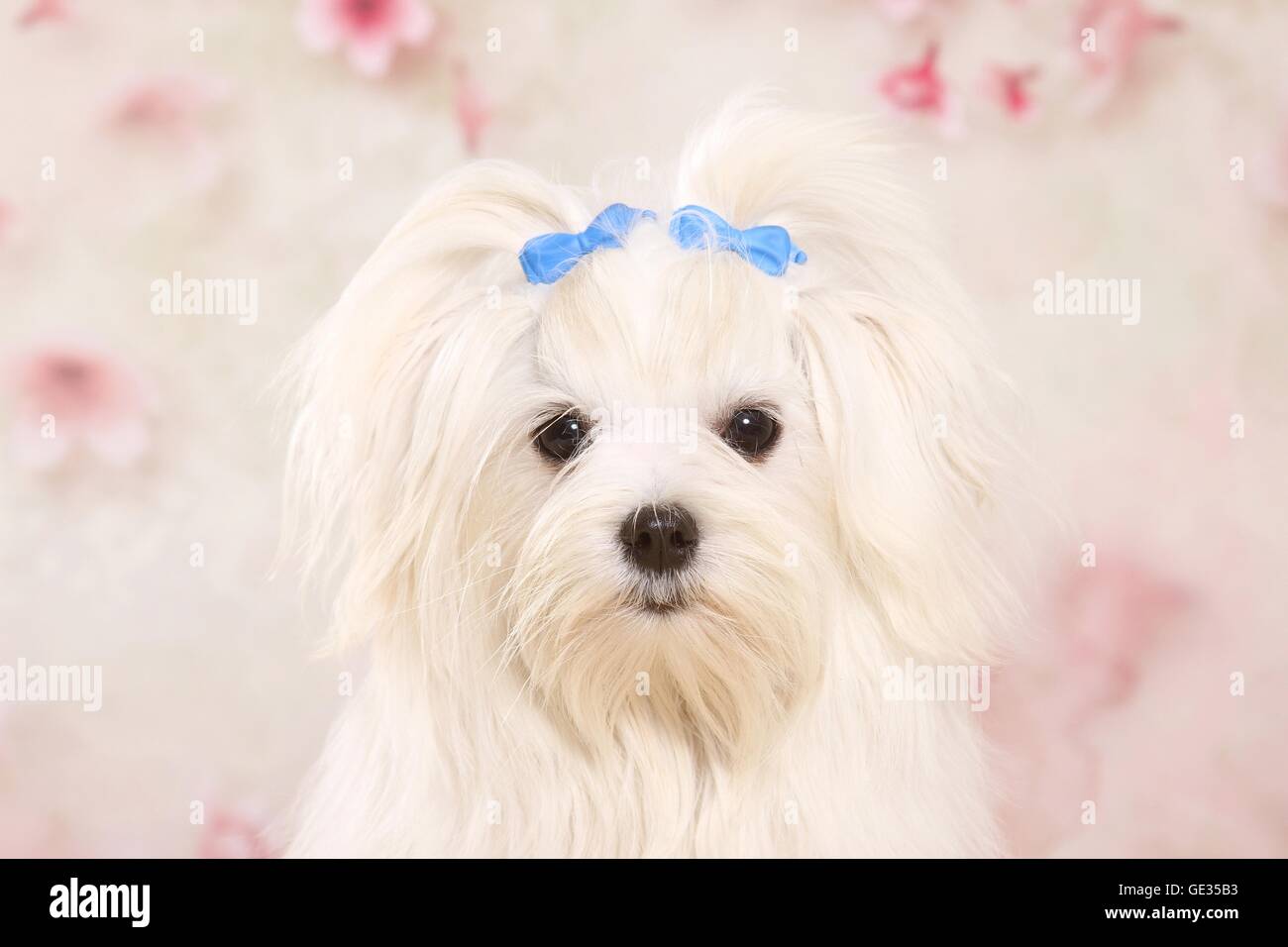 Maltese dog and bow hi-res stock photography and images - Alamy