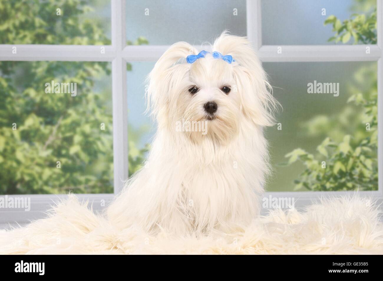Maltese dog and bow hi-res stock photography and images - Alamy