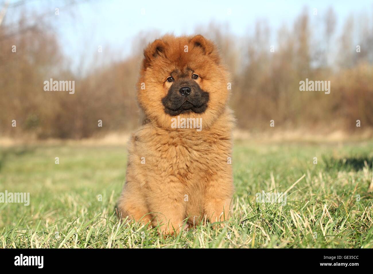 Chow Chow Puppy in autumn Stock Photo - Alamy