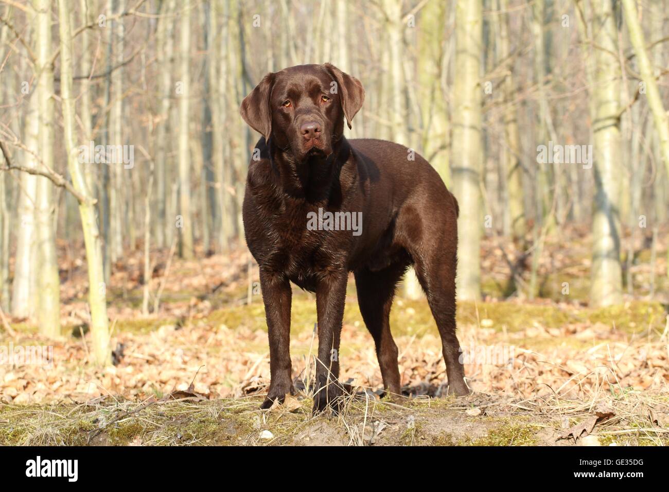standing Labrador Retriever Stock Photo - Alamy