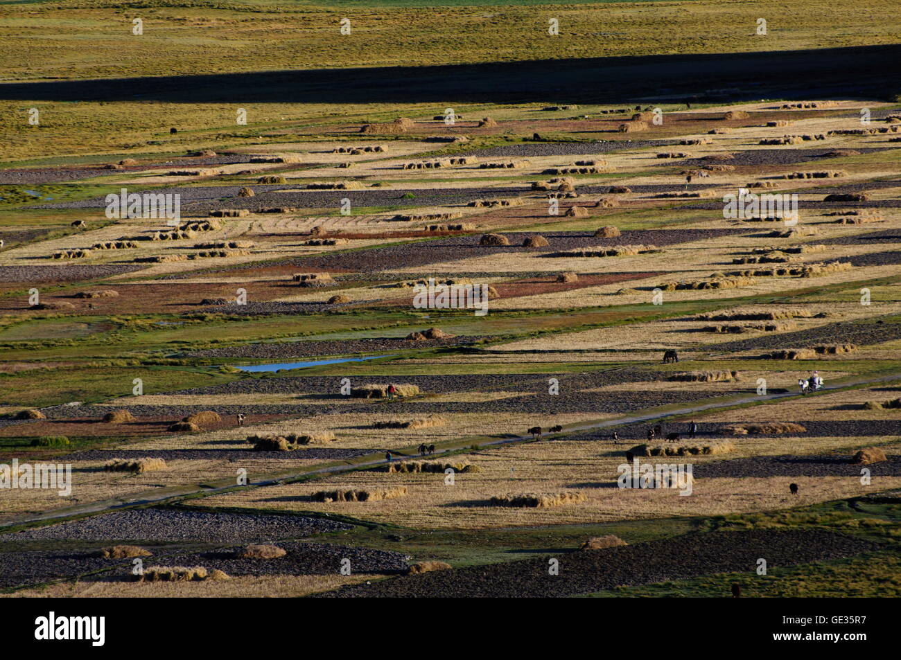 geography / travel, China, Tibet, Old Tingri, harvest of the barley ...