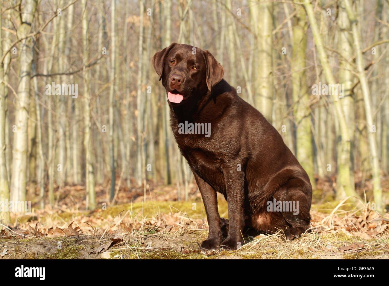 sitting Labrador Retriever Stock Photo - Alamy