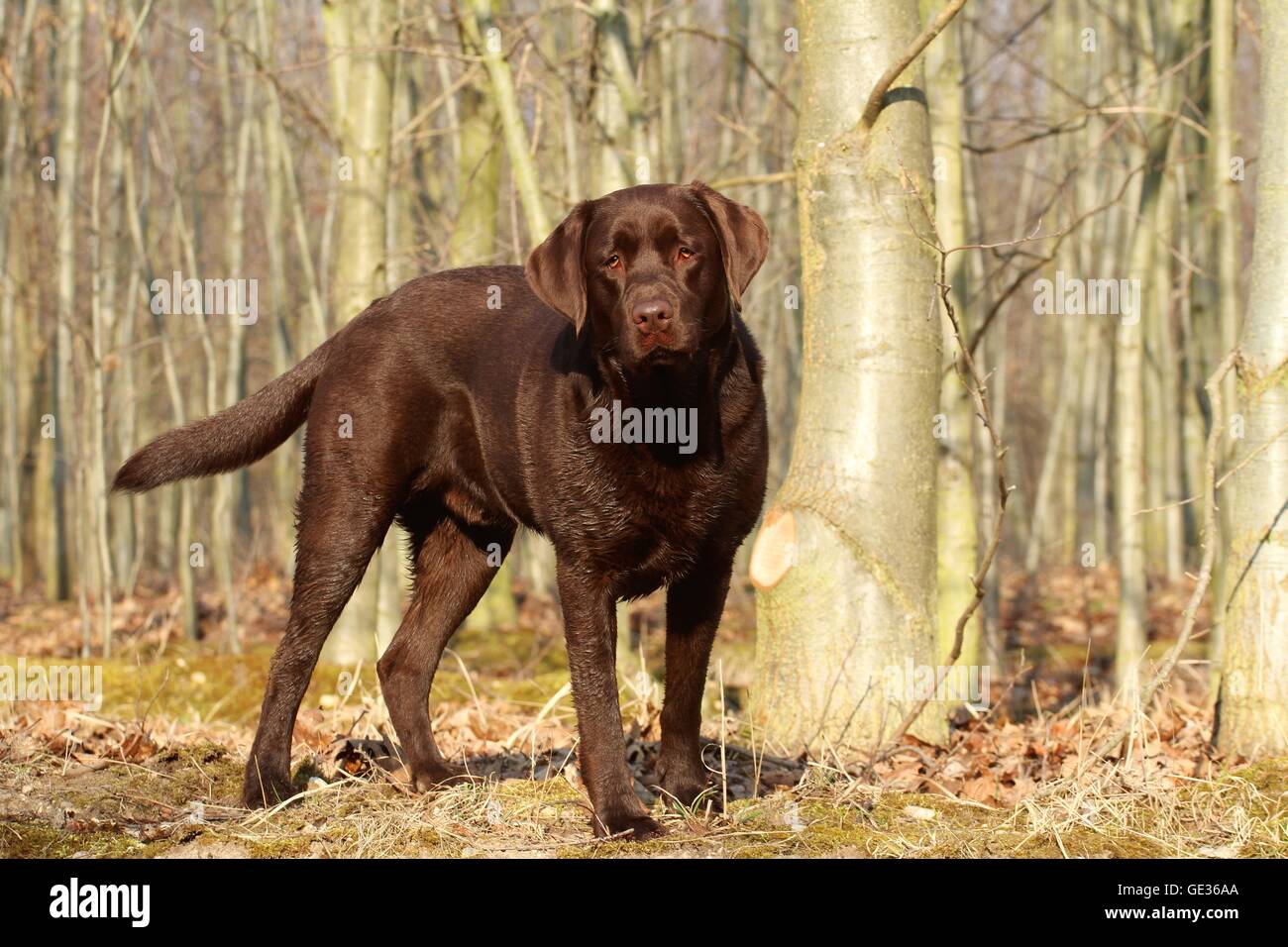 standing Labrador Retriever Stock Photo - Alamy