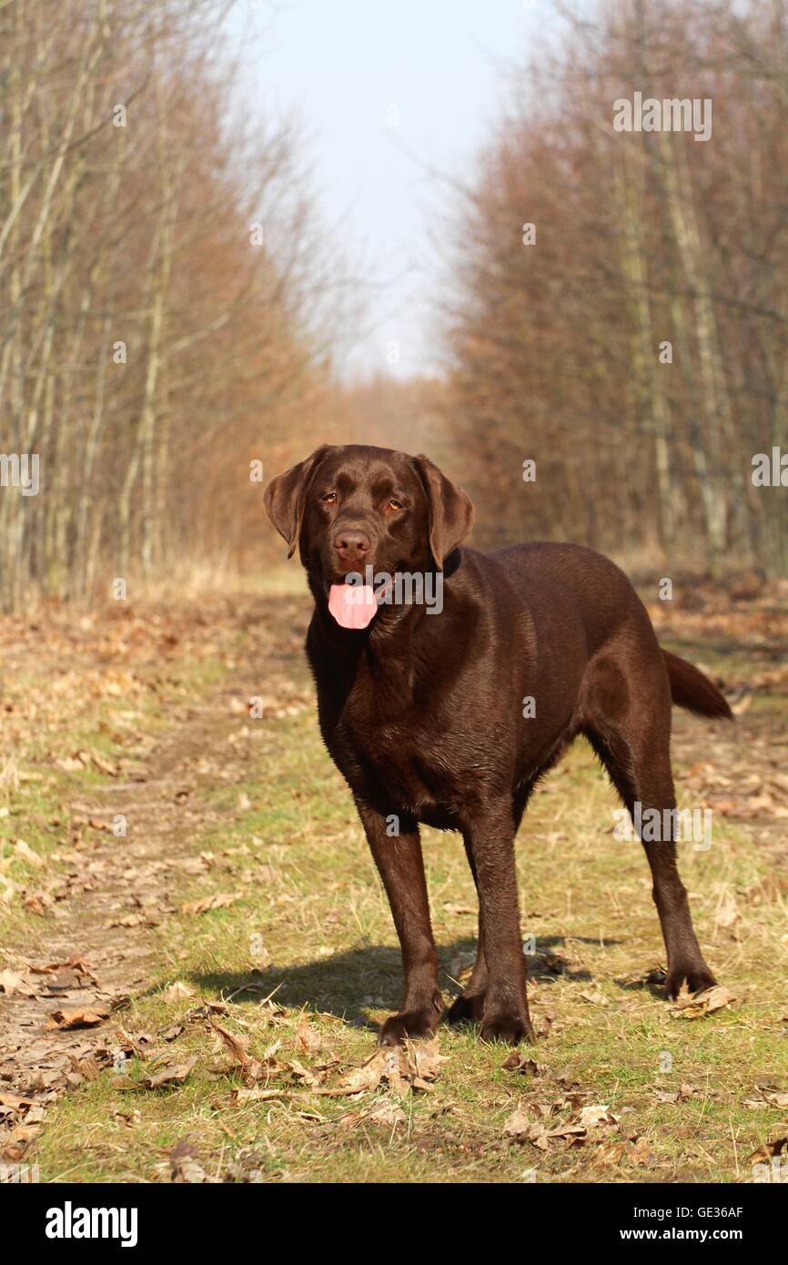 standing Labrador Retriever Stock Photo - Alamy