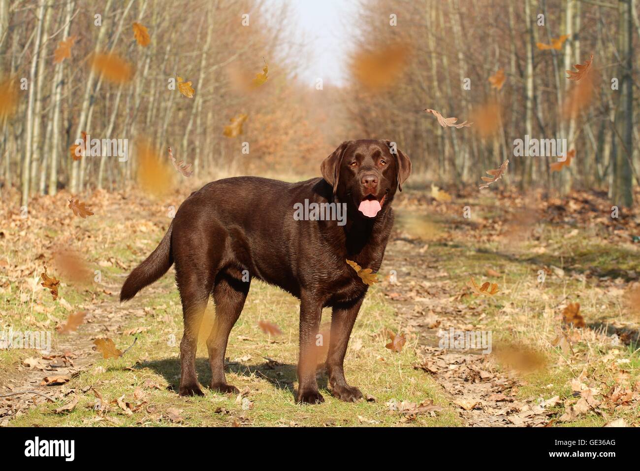 standing Labrador Retriever Stock Photo - Alamy