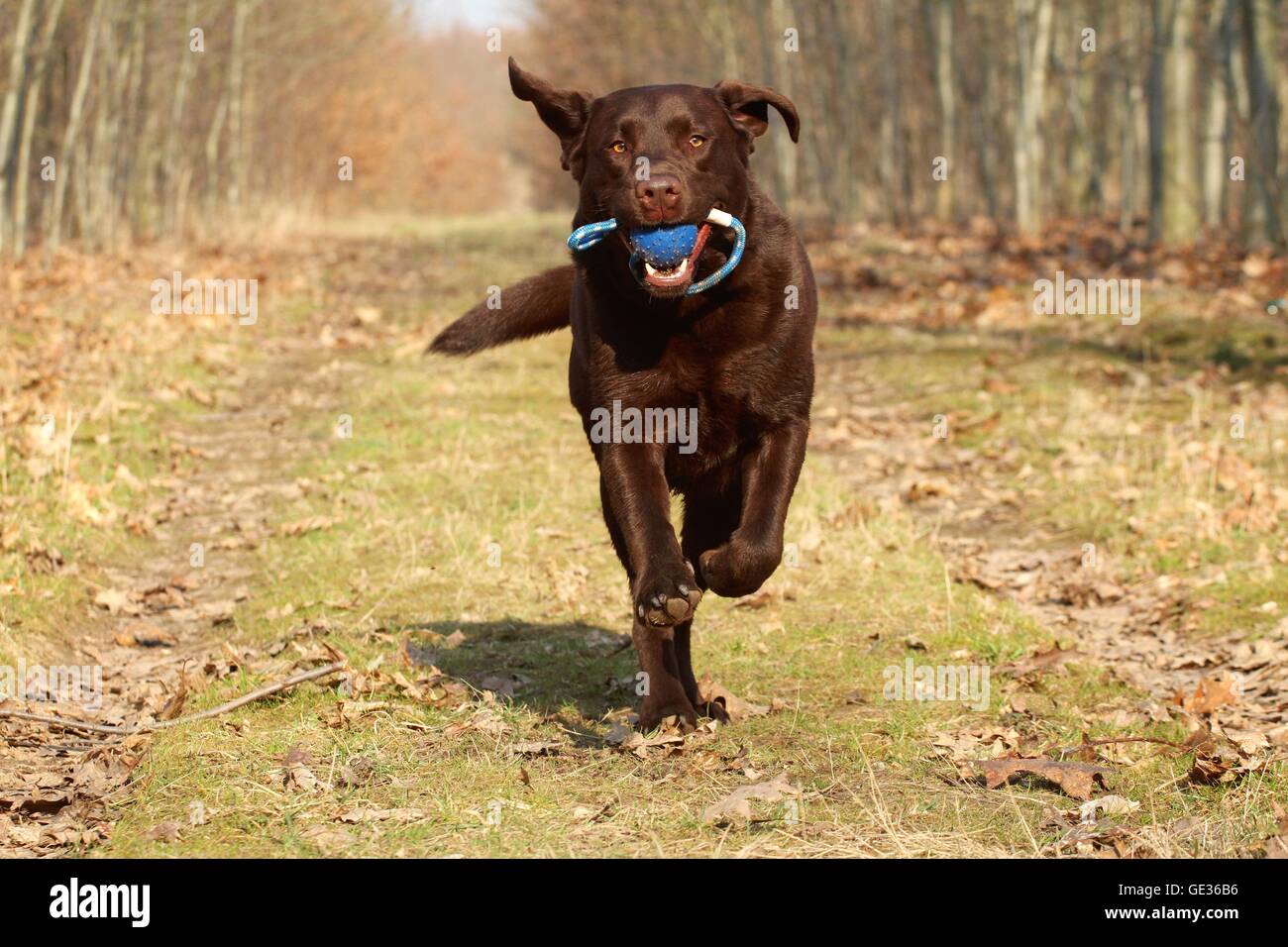 playing Labrador Retriever Stock Photo - Alamy