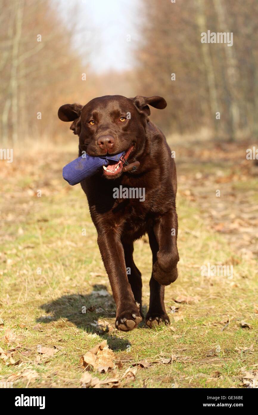 Labrador Retriever retrieves dymmy Stock Photo - Alamy