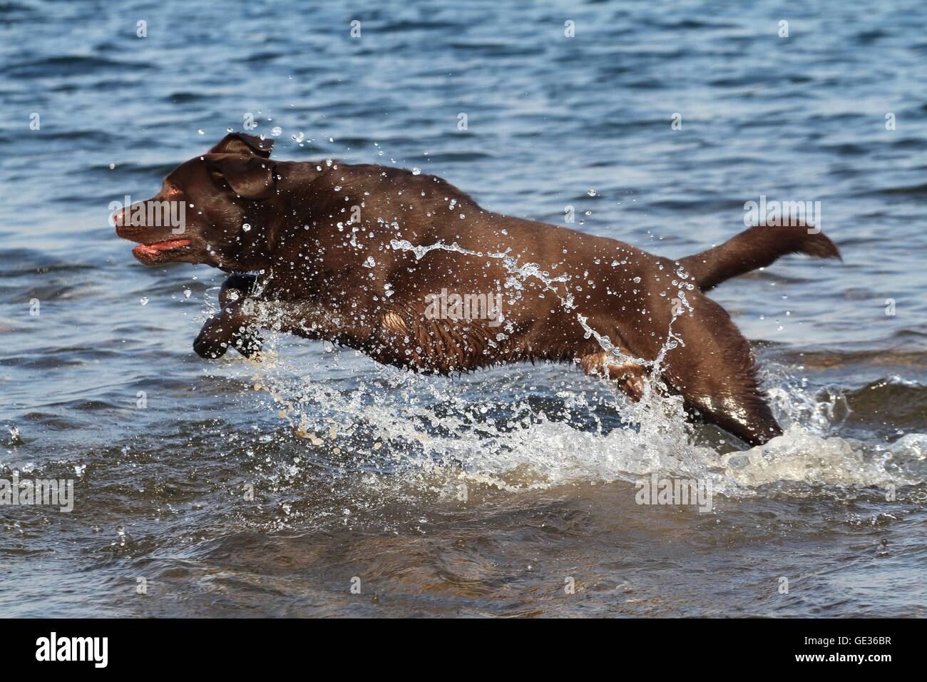 jumping Labrador Retriever Stock Photo - Alamy