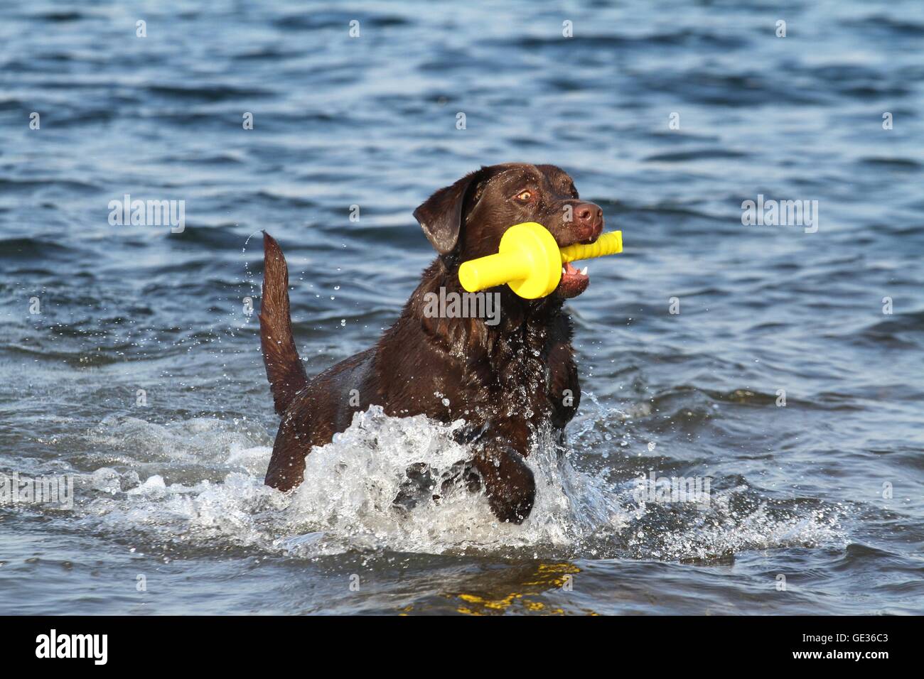 playing Labrador Retriever Stock Photo - Alamy