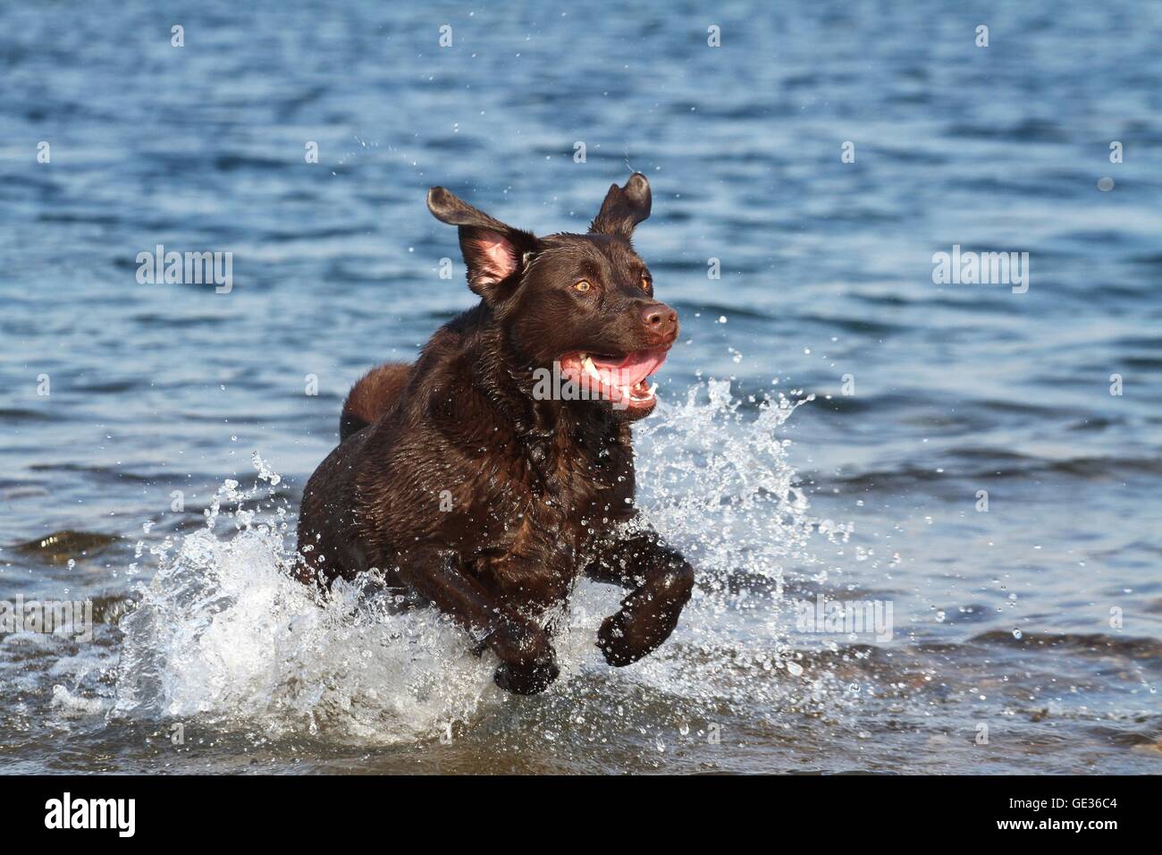 running Labrador Retriever Stock Photo - Alamy