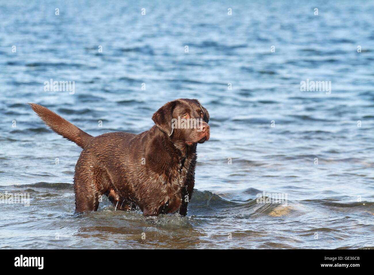 Adult labrador retriever hi-res stock photography and images - Alamy