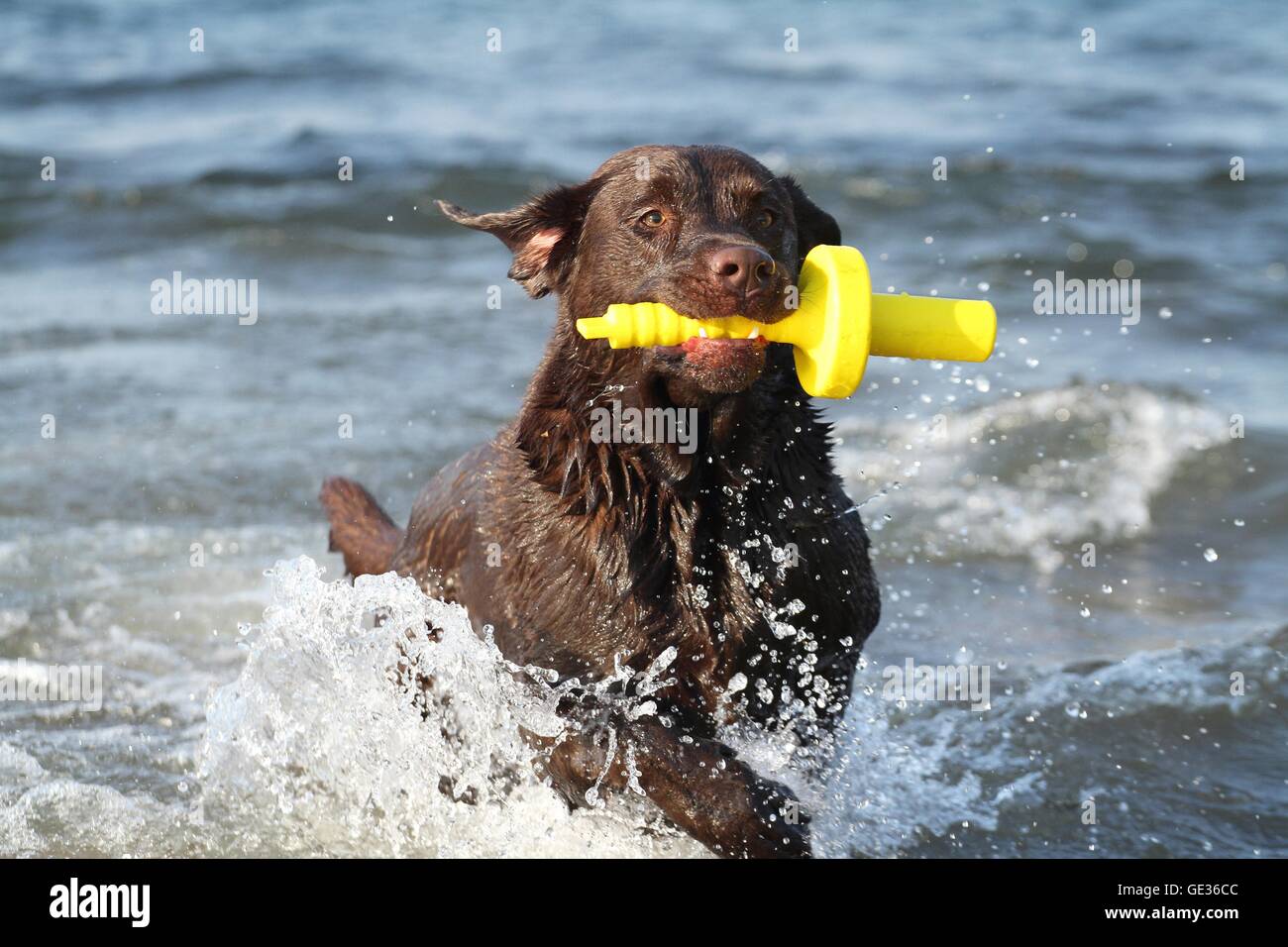 playing Labrador Retriever Stock Photo - Alamy
