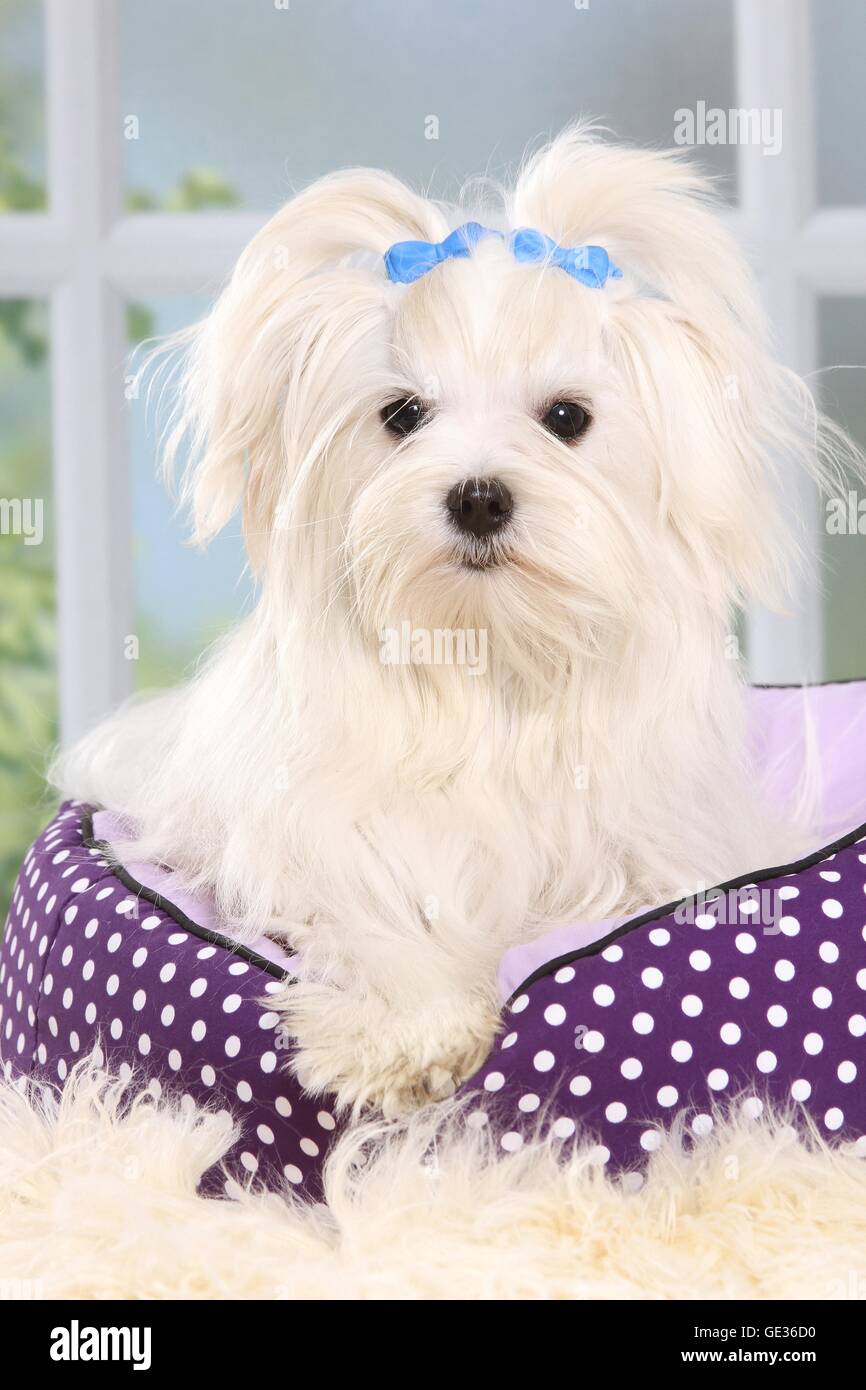 Dog maltese dog bichon maltais hi-res stock photography and images - Alamy