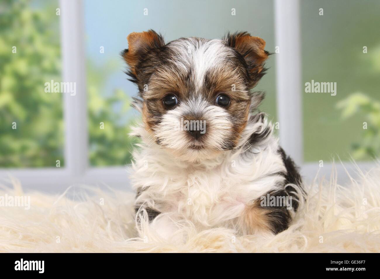 Biewer Terrier Puppy Stock Photo - Alamy