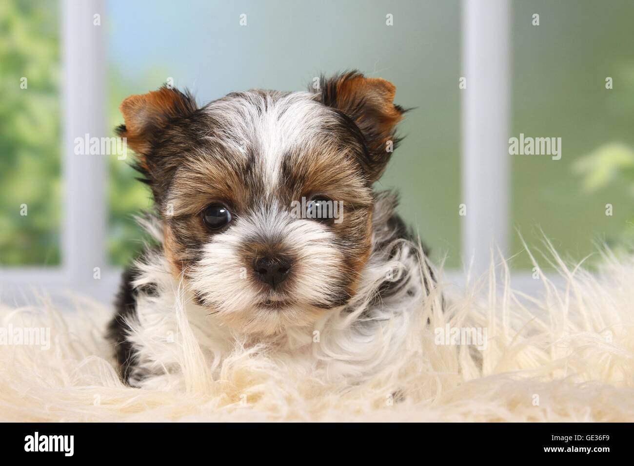 Biewer Terrier Puppy Stock Photo - Alamy