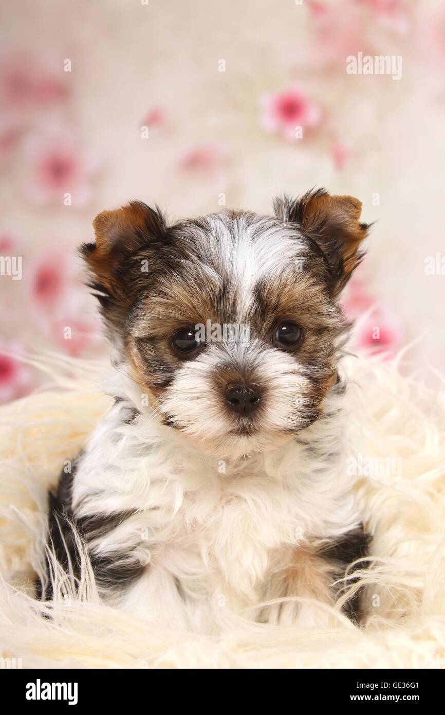 Biewer Terrier Puppy Stock Photo - Alamy