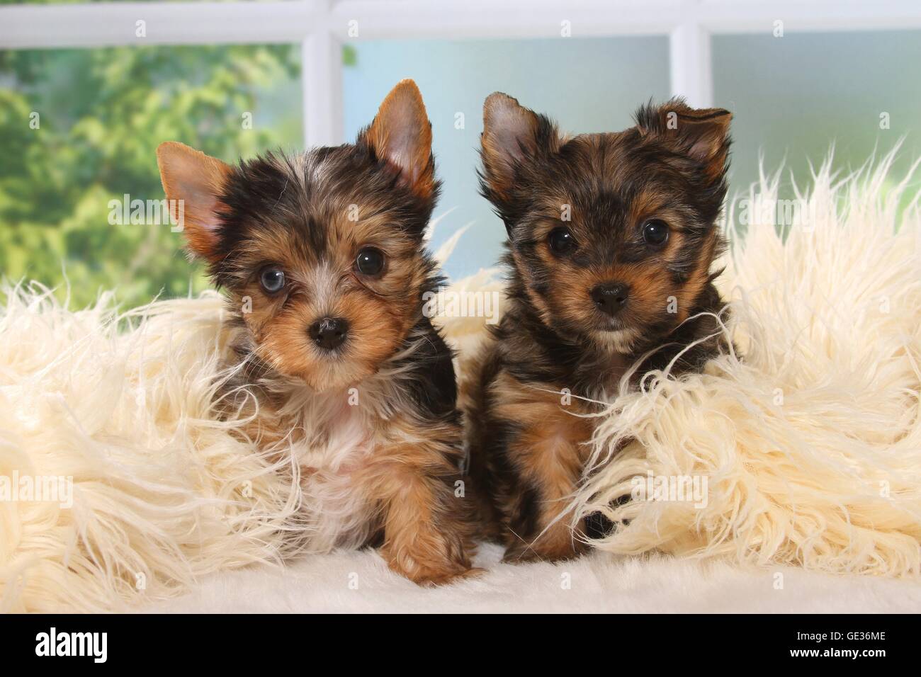 2 Yorkshire Terrier Puppies Stock Photo - Alamy