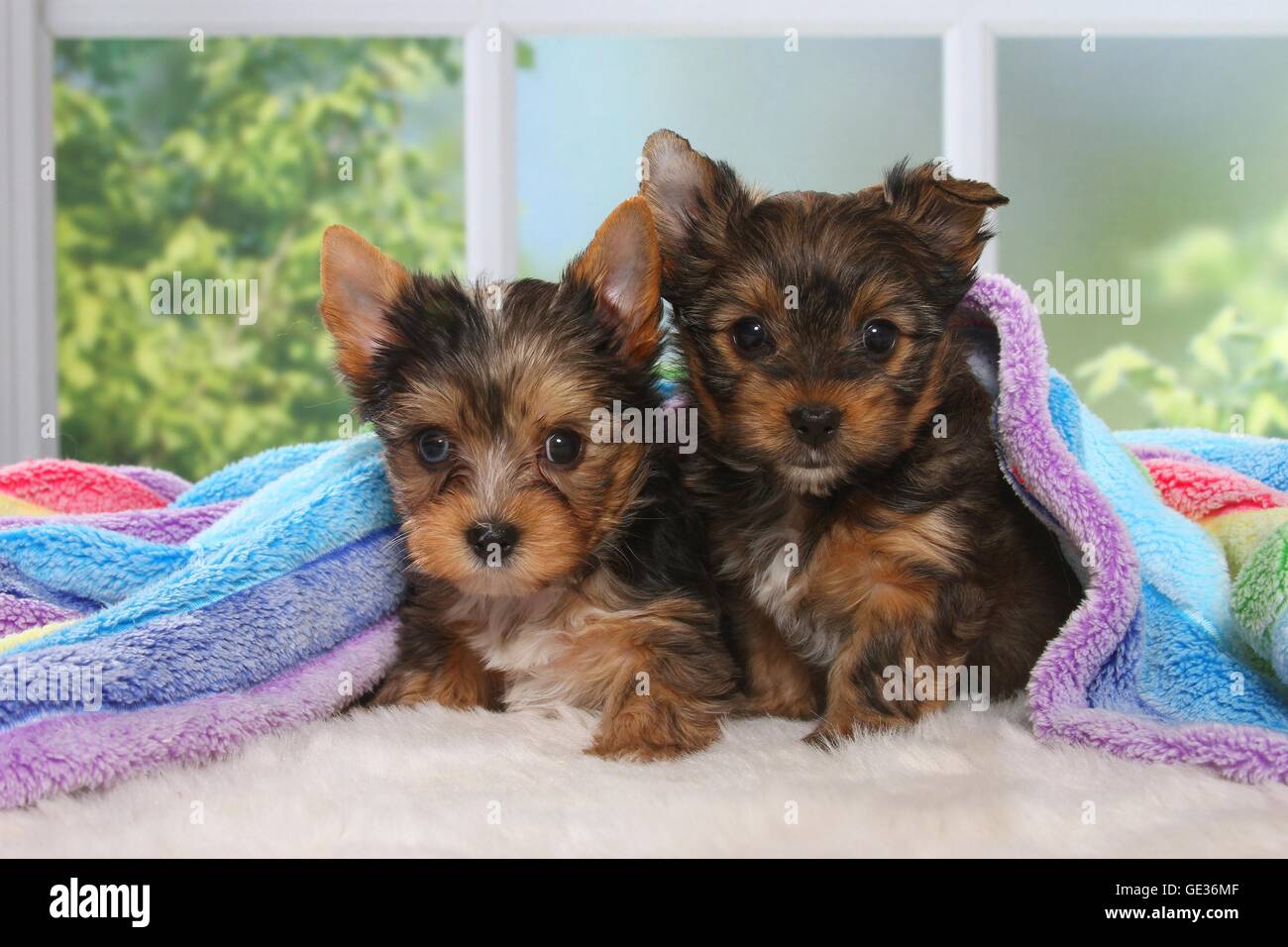 2 Yorkshire Terrier Puppies Stock Photo - Alamy