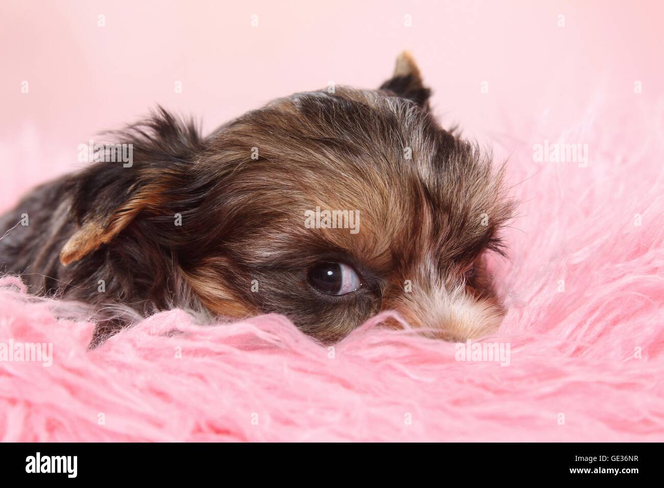Hangdog look hi-res stock photography and images - Alamy