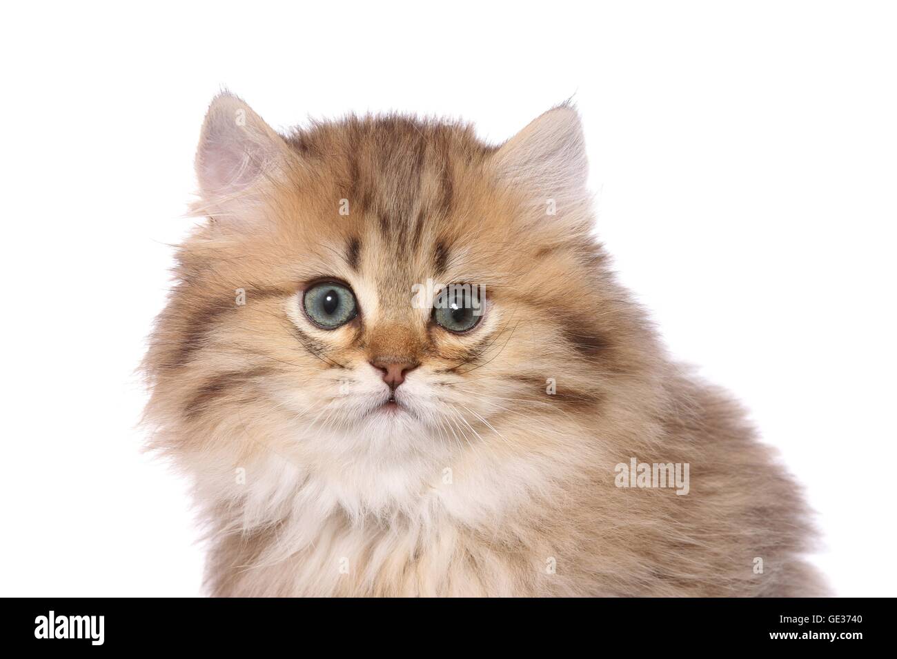 Highlander Kitten Portrait Stock Photo - Alamy