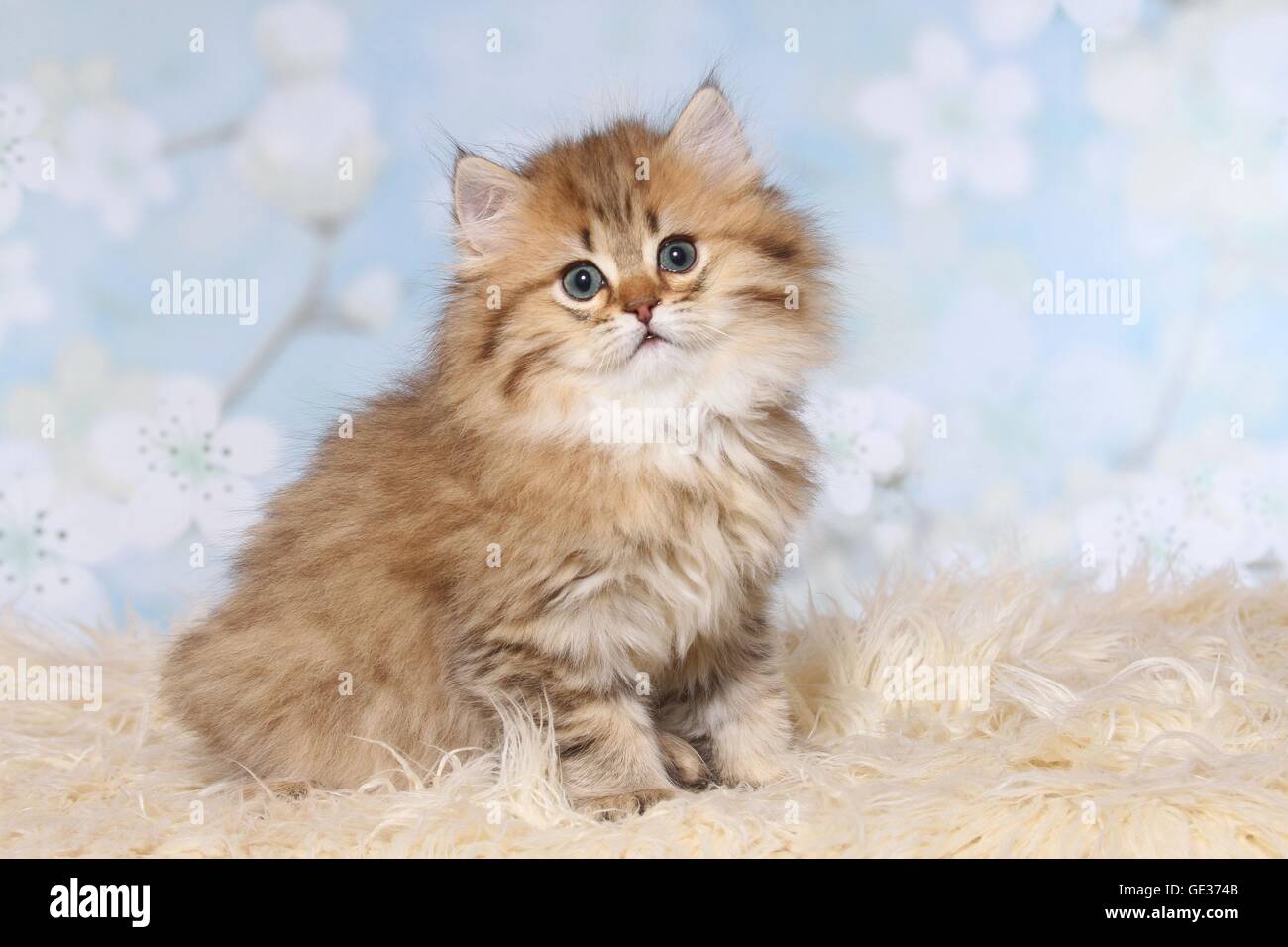 sitting Highlander Kitten Stock Photo - Alamy