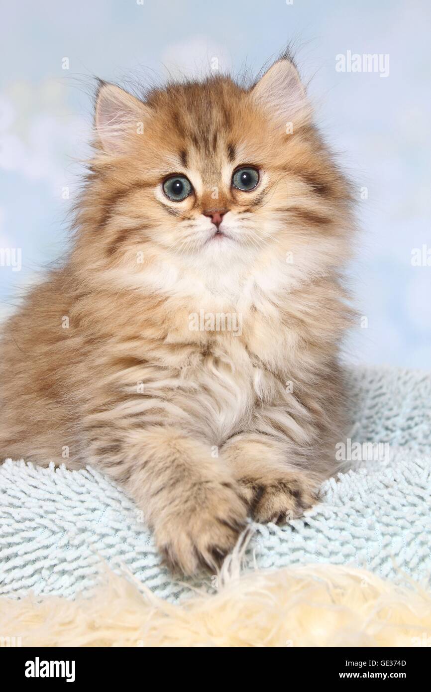 sitting Highlander Kitten Stock Photo - Alamy