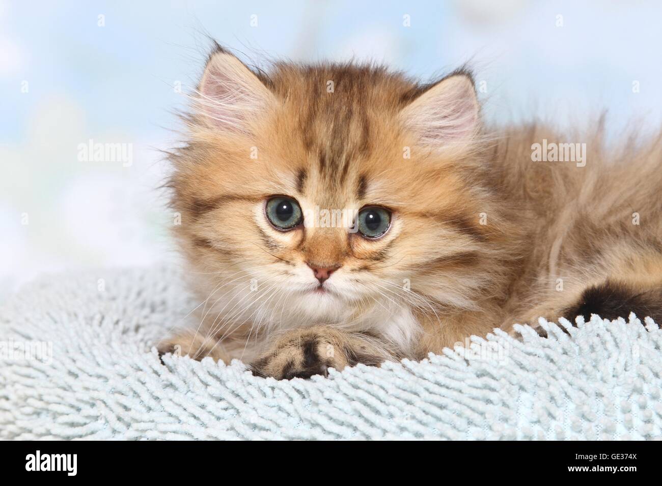 lying Highlander Kitten Stock Photo - Alamy