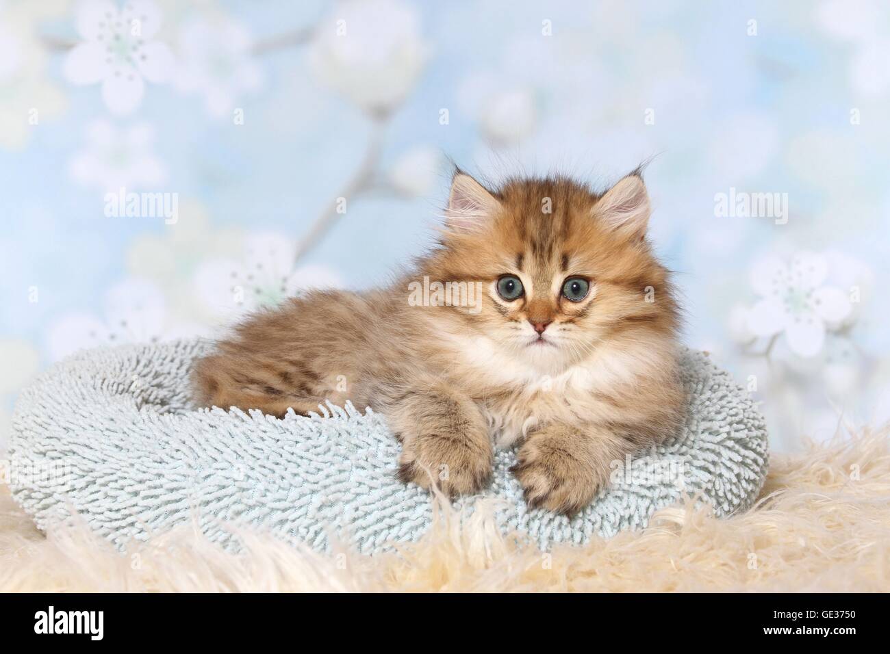 lying Highlander Kitten Stock Photo - Alamy
