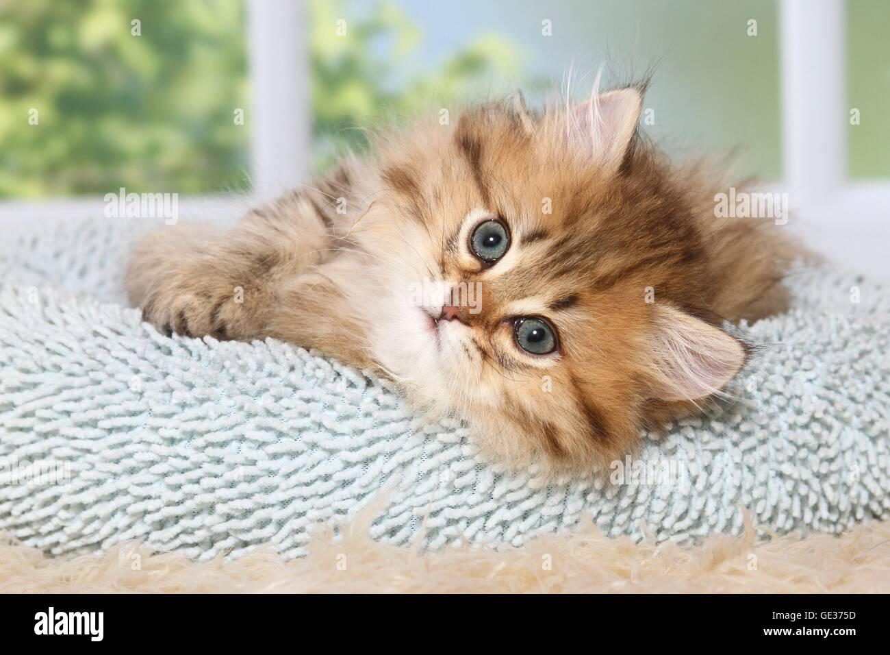 lying Highlander Kitten Stock Photo - Alamy