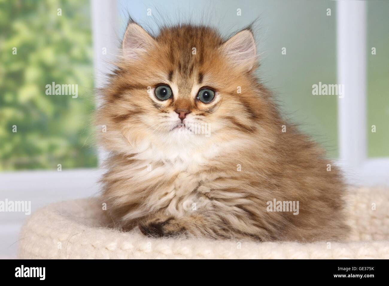 Highlander Kitten Portrait Stock Photo - Alamy
