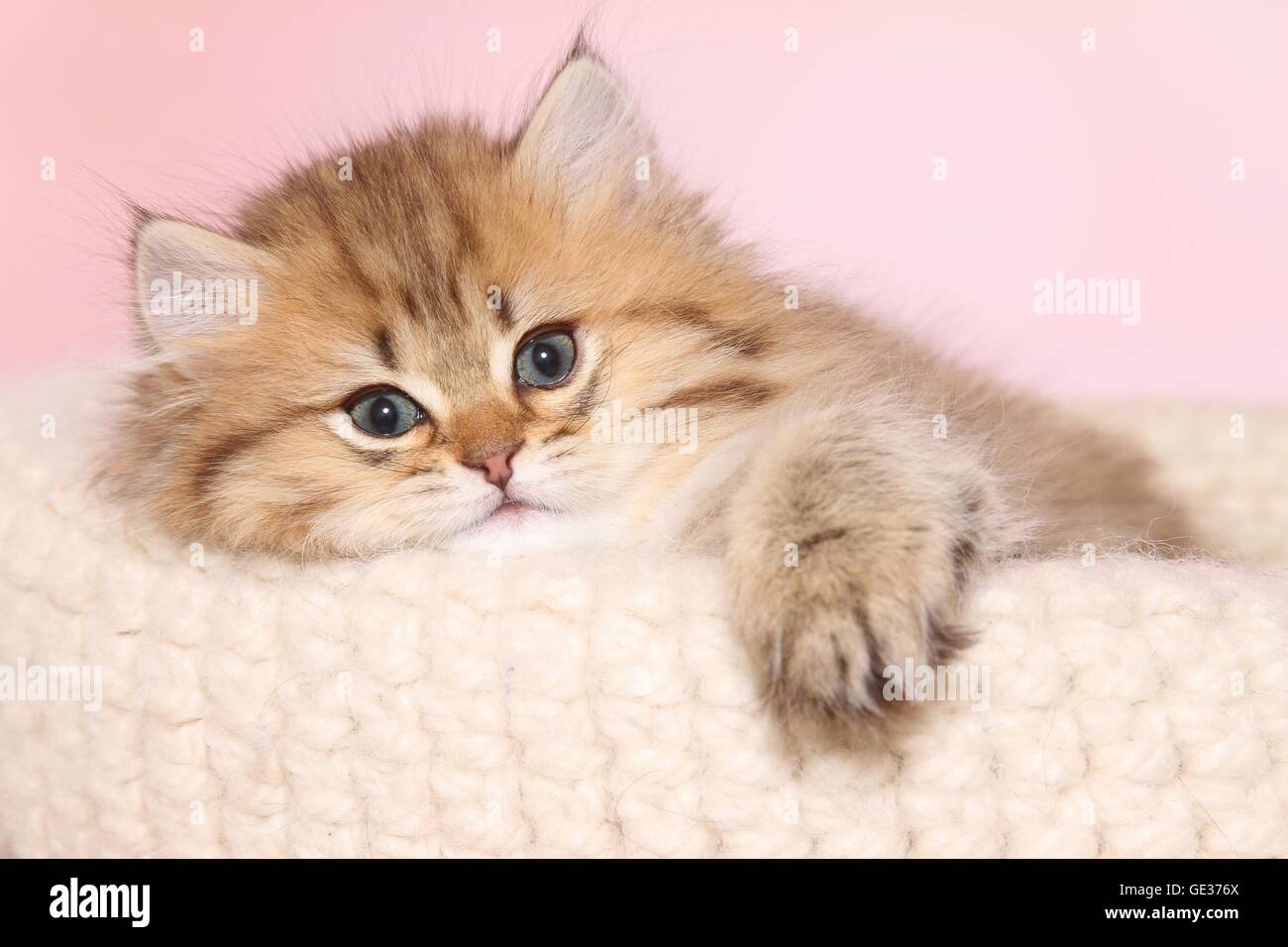 Highlander Kitten Portrait Stock Photo - Alamy
