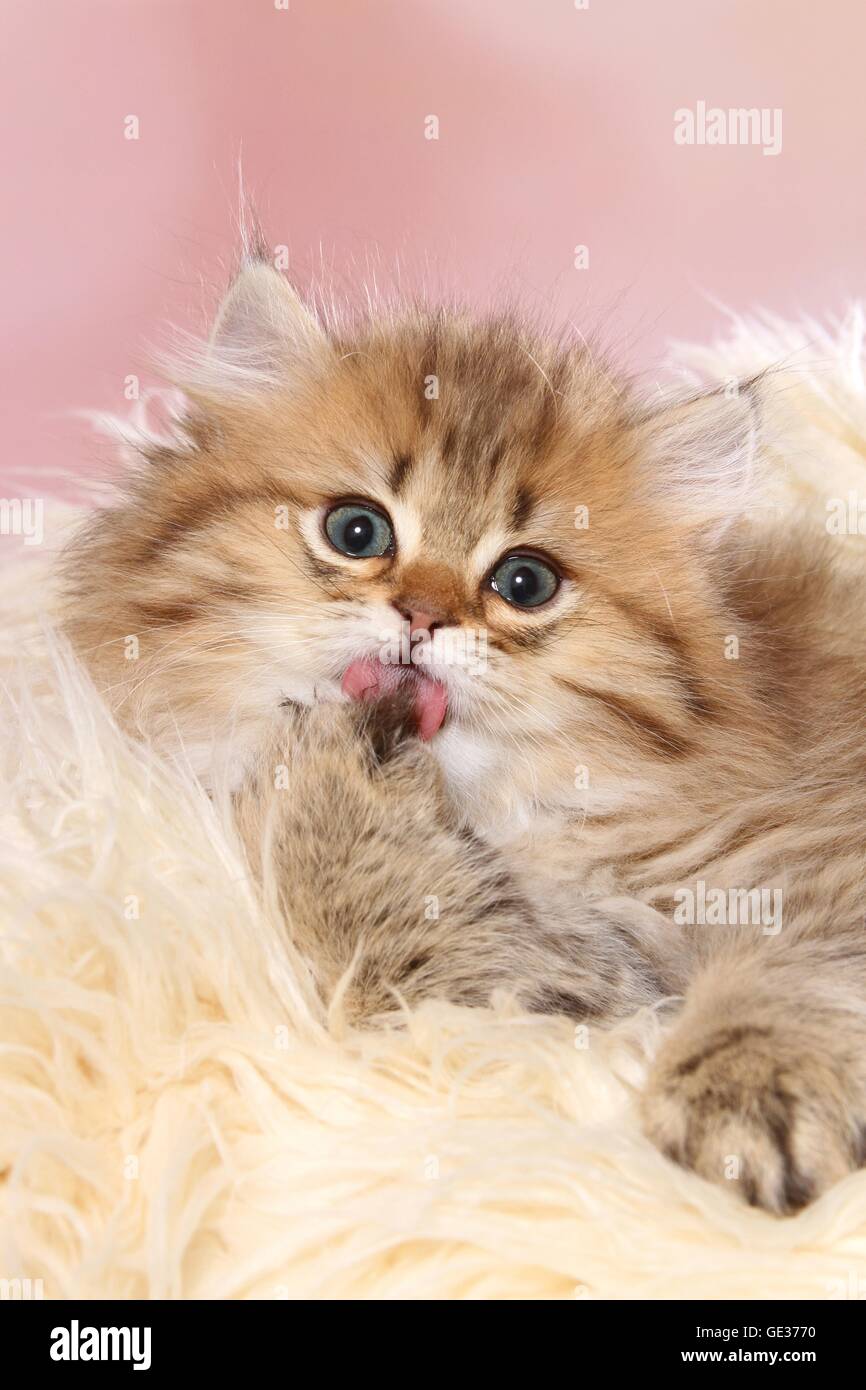 lying Highlander Kitten Stock Photo - Alamy
