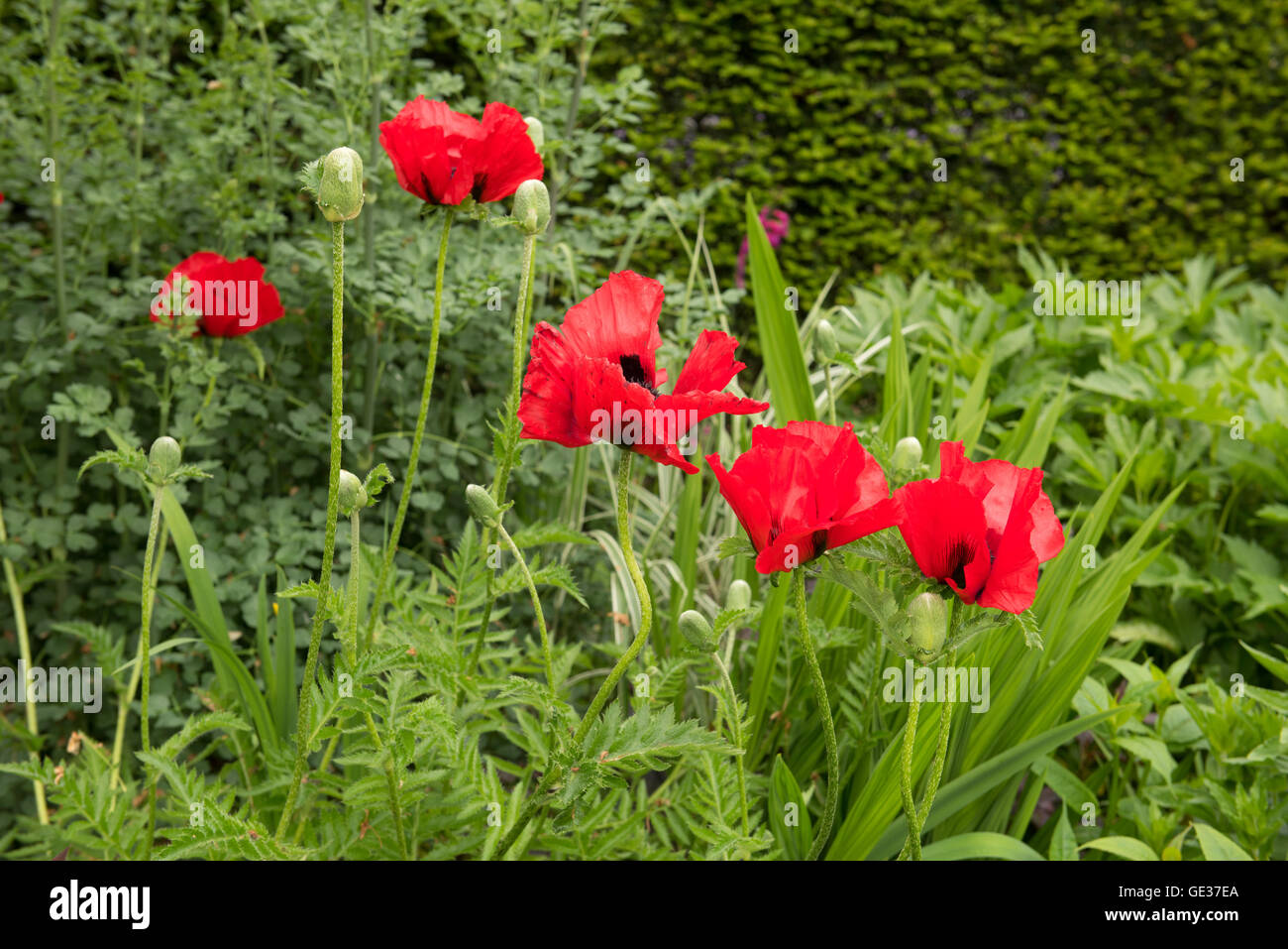 Oriental Red Poppy (Papaver orientale Stock Photo - Alamy