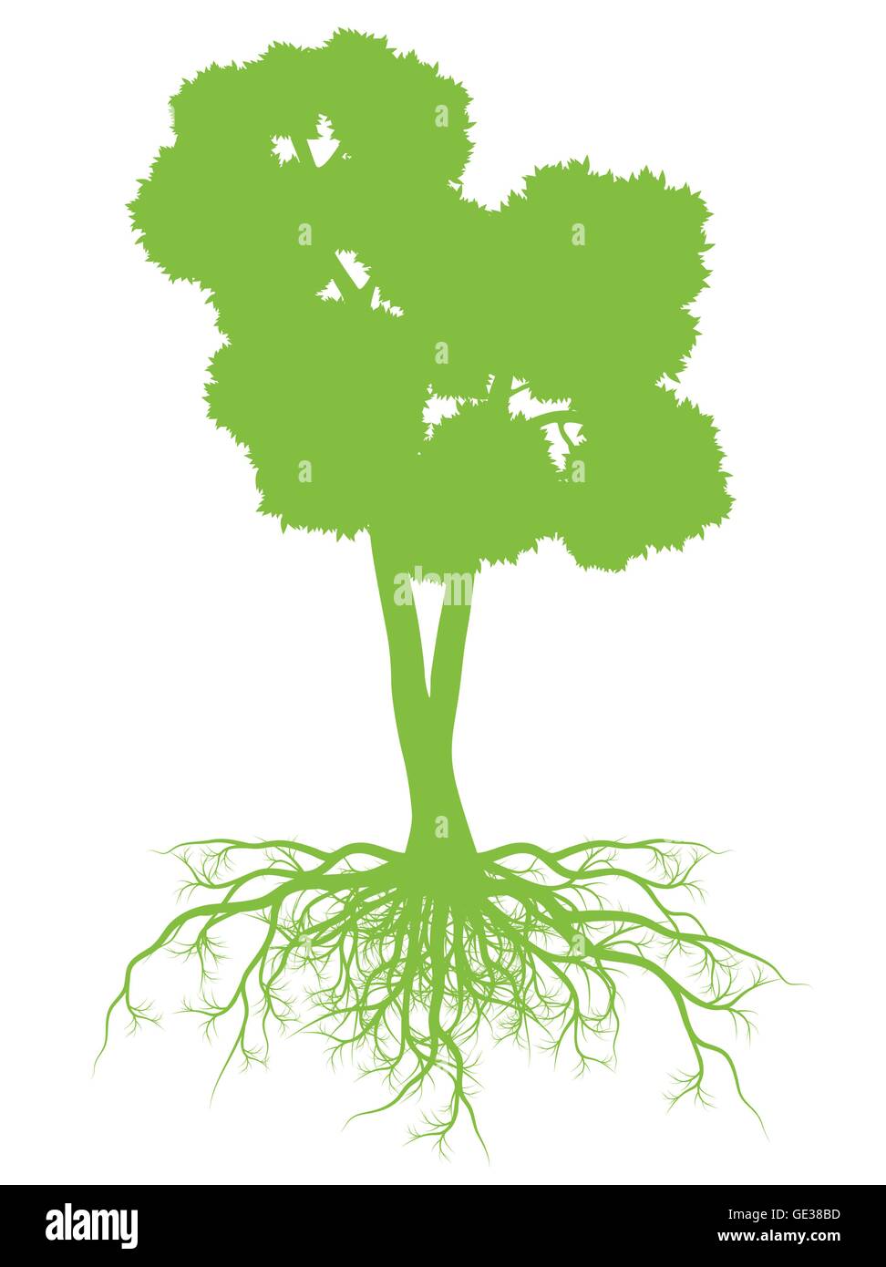 Complete plant roots Stock Vector Images - Alamy