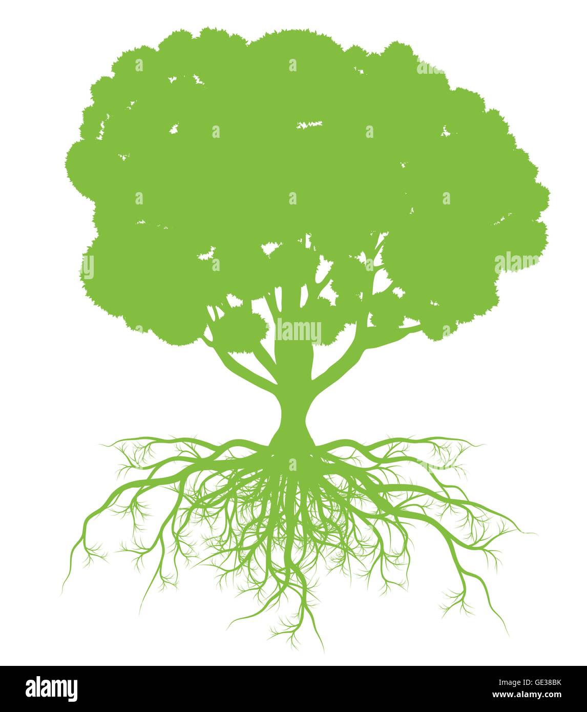 Complete plant roots Stock Vector Images - Alamy