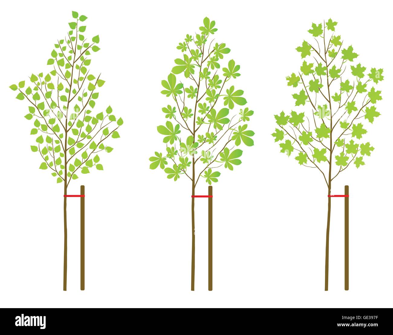 Chestnut, maple and birch tree plants vector background set for poster ...