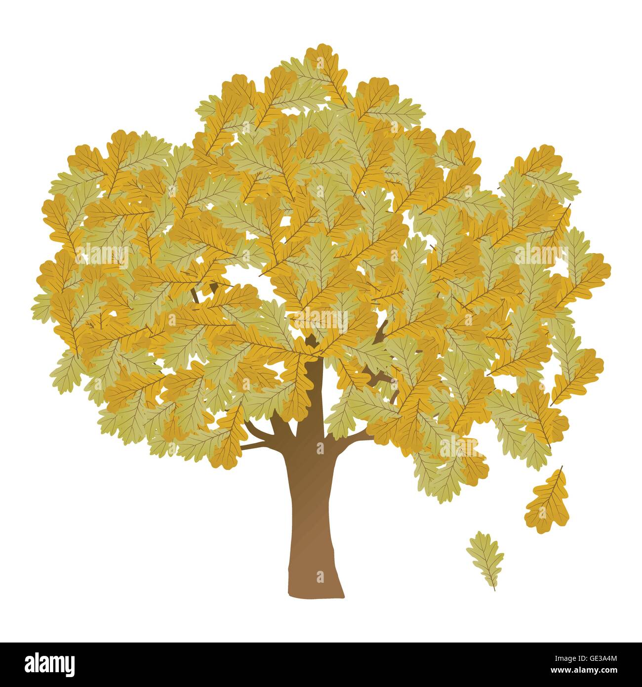 Autumn oak tree leaves vector background for poster Stock Vector Image ...