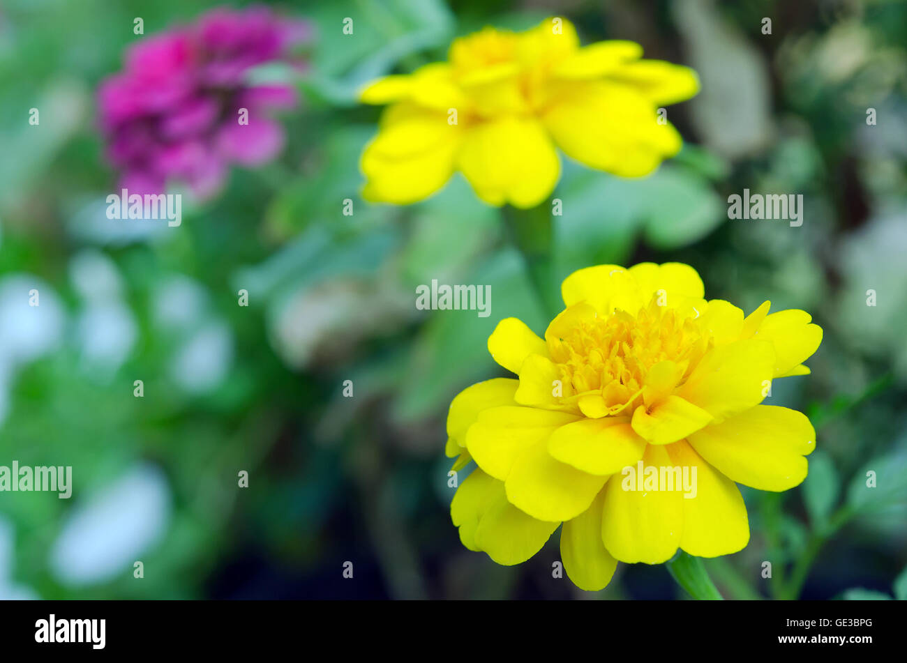 Yellow Aster flower (Science name Callistephus chinensis, family name ...
