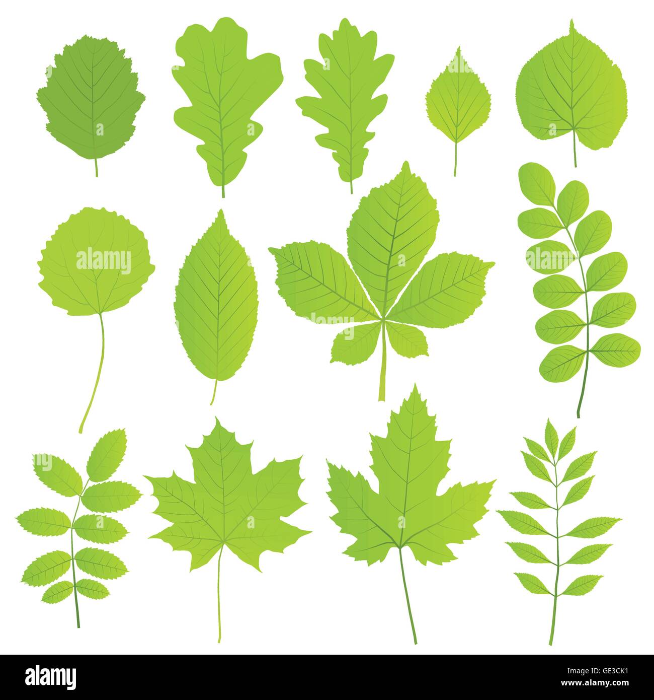 Sap trees Stock Vector Images - Alamy