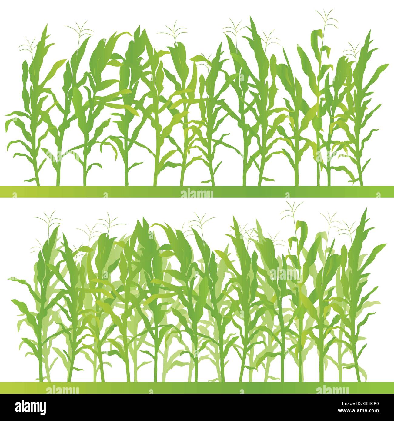 Corn field detailed countryside landscape illustration background ...