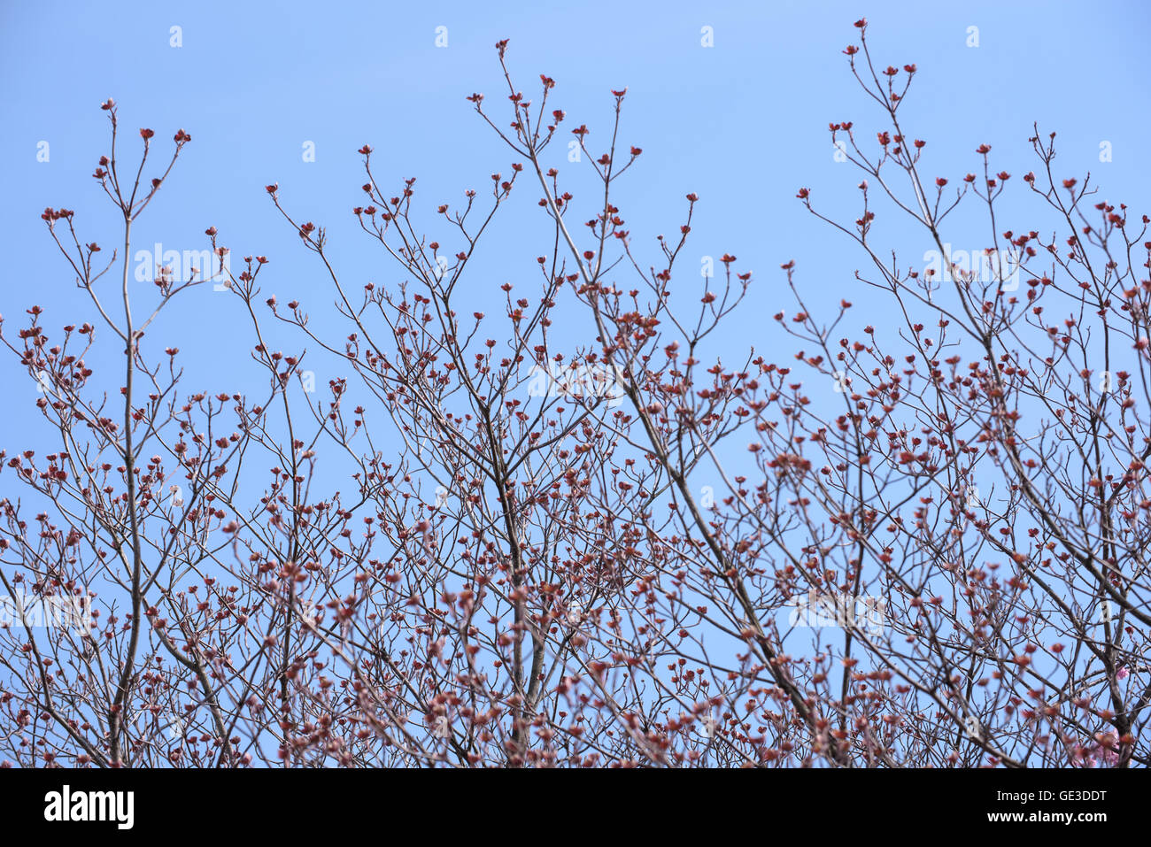 Dry twigs of cherry blossoms tree with blue sky background Stock Photo ... Dry twigs of cherry blossoms tree with blue sky background Stock Photo ...