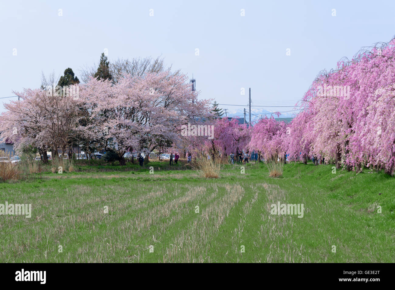 Japanese weeping cherry trees hi-res stock photography and images - Alamy