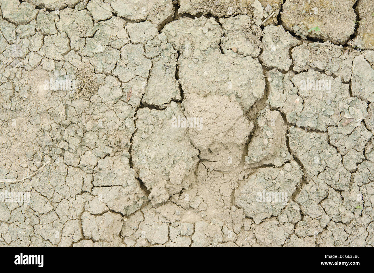 Texture of dirt and soil Stock Photo - Alamy