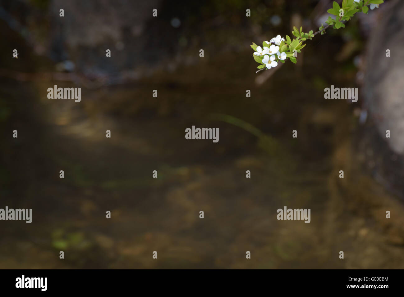 Botan flower hi-res stock photography and images - Alamy