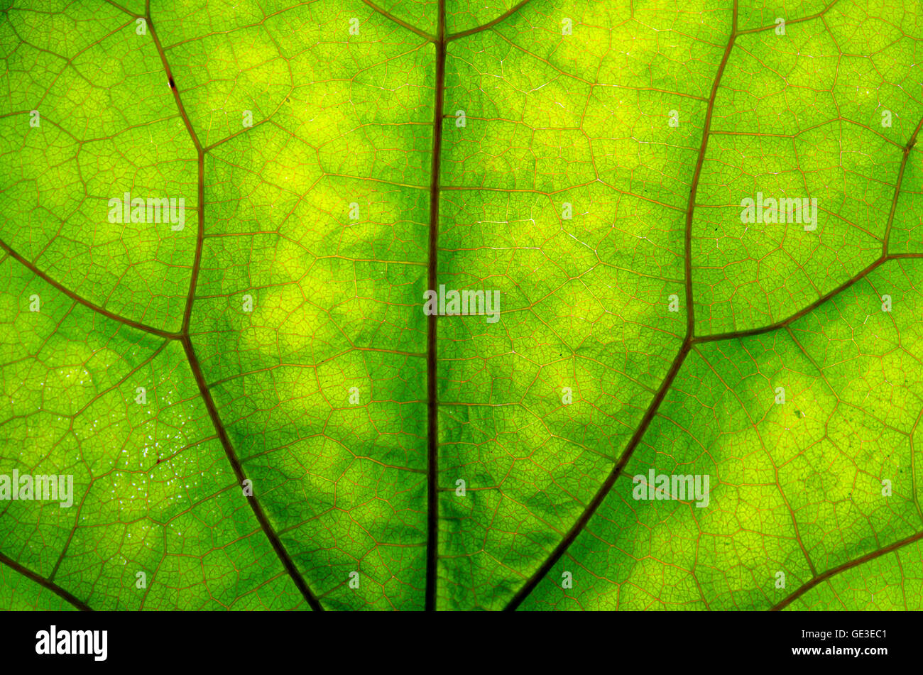Close up view of green leaf and veins Stock Photo - Alamy