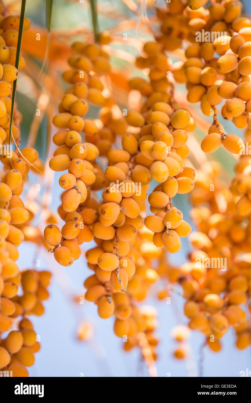 Date fruits on the tree. Close-up Stock Photo - Alamy